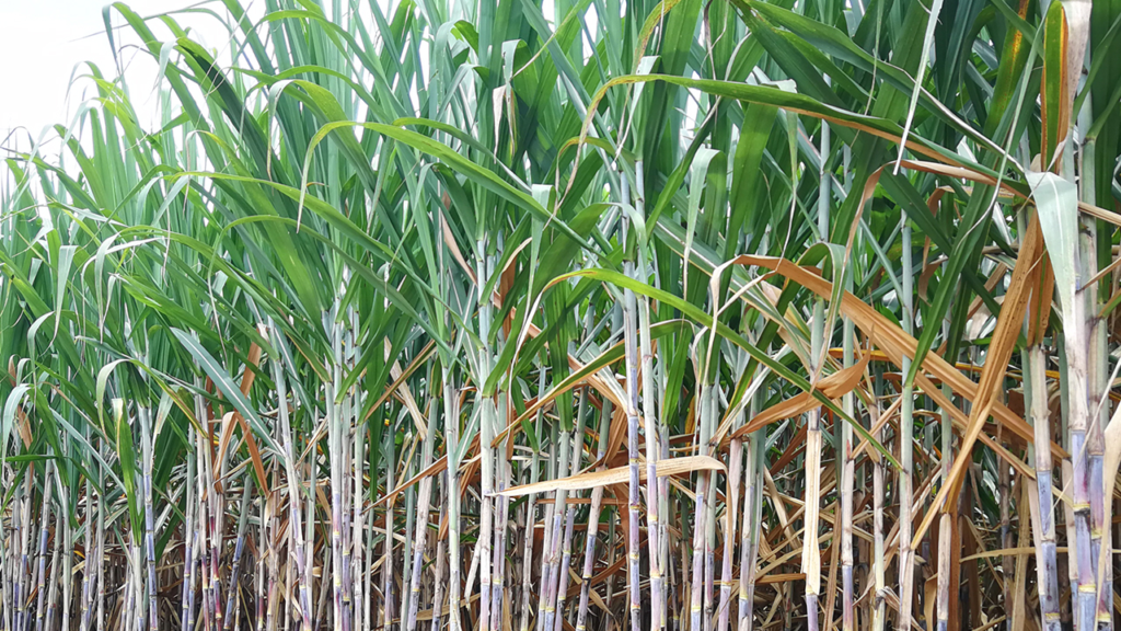 Un universo de variedades: La caña de azúcar en Colombia - Tecnicaña